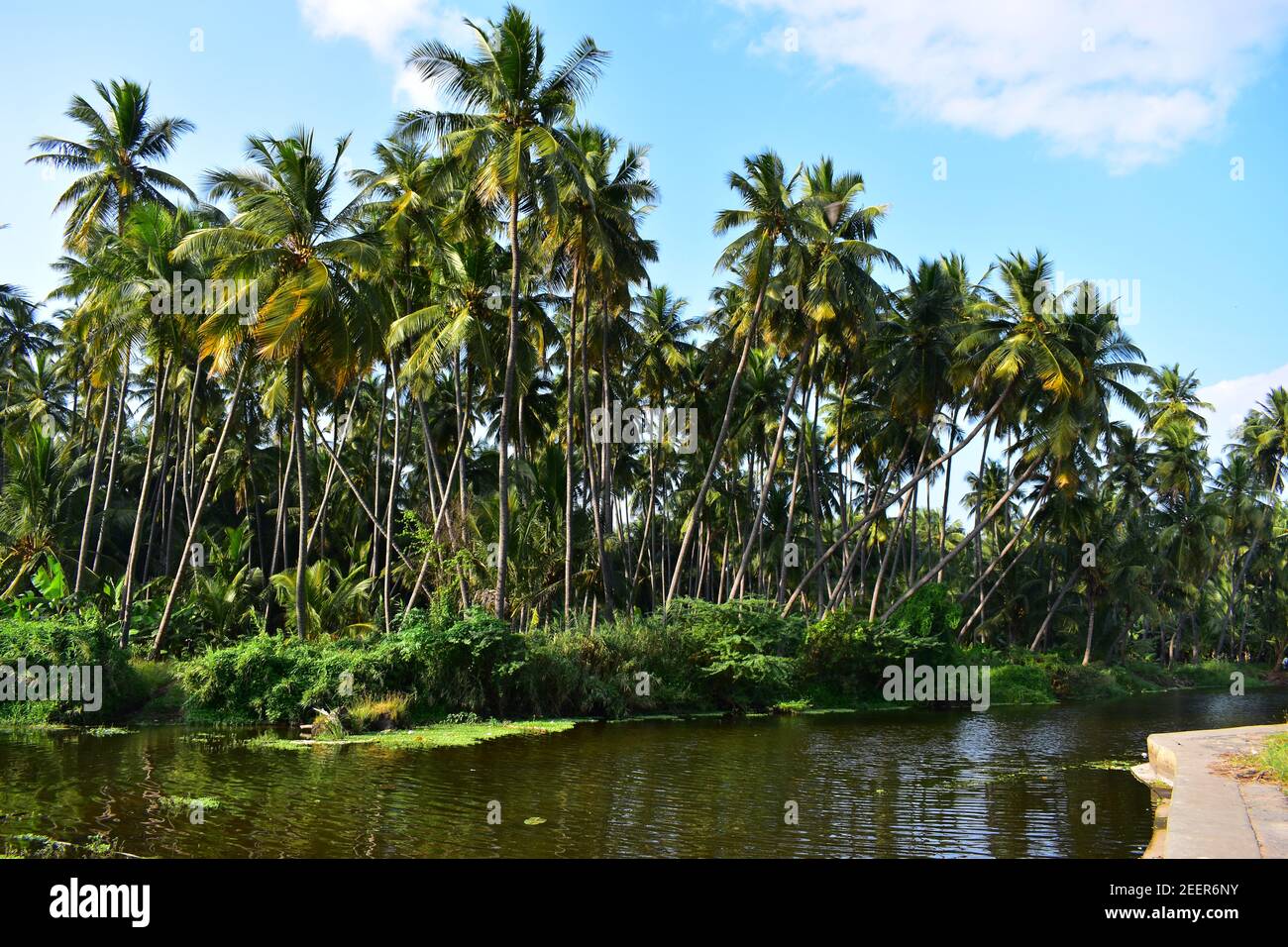 Coconut trees on the banks of a river Stock Photo - Alamy
