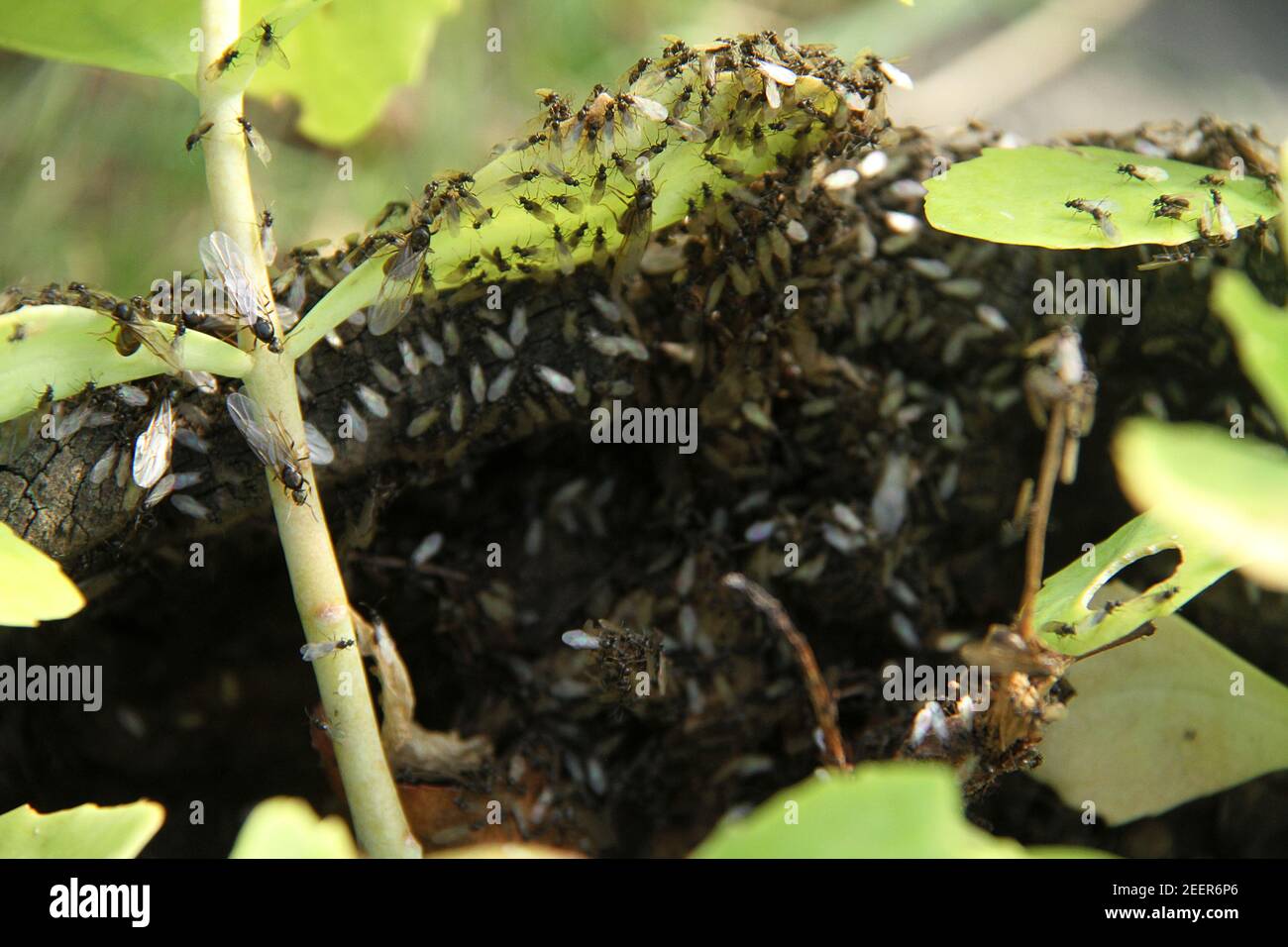 Flying ants hi-res stock photography and images - Alamy