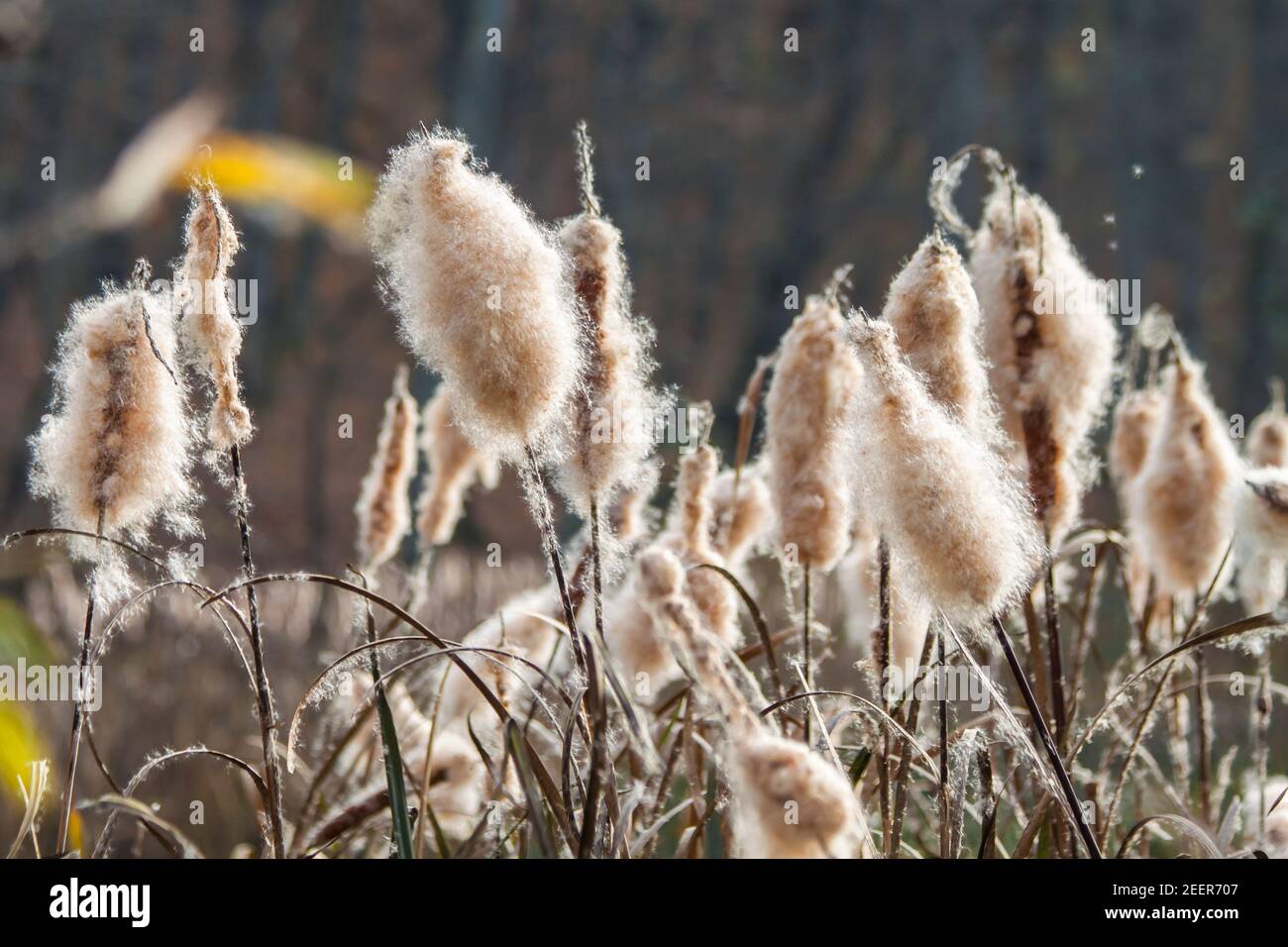 Fluffy seeds of the cattail. Natural background and texture. Coastal ...