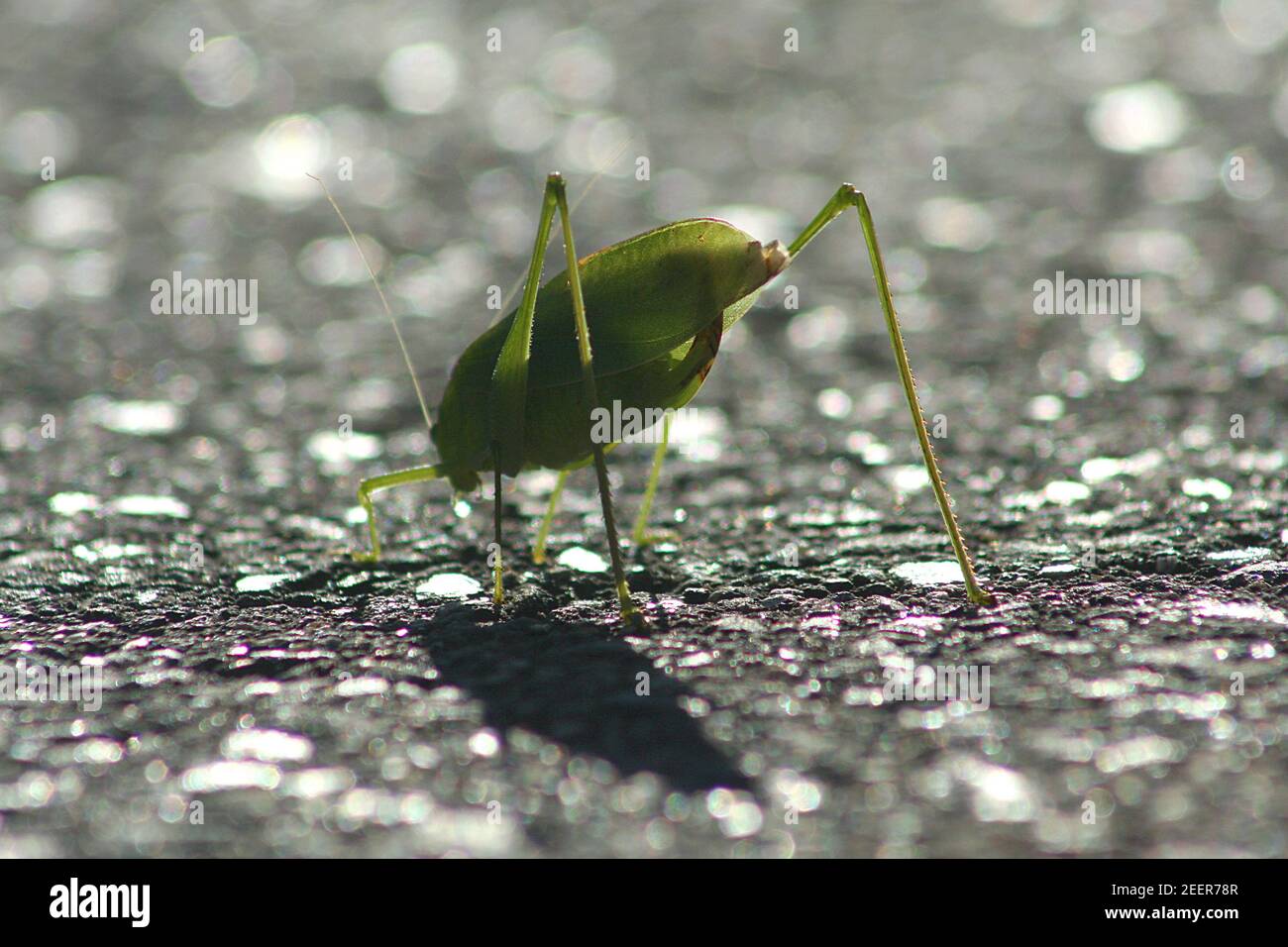 Camouflage insect walking leaf hi-res stock photography and images - Alamy