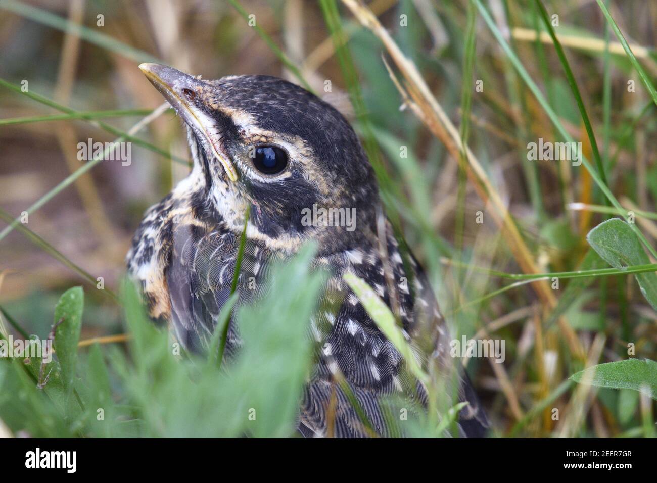 Juvenile American robin ( Turdus migratorius) that has recently fledged ...