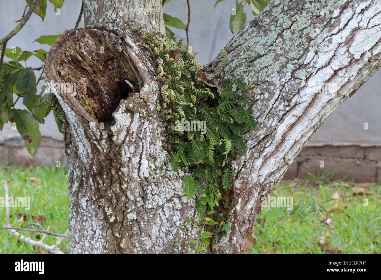 Tree Bark Texture / Nature Stock Photo - Alamy