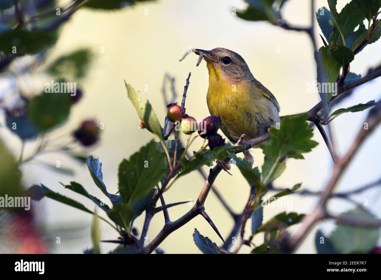 Female common yellowthroat with grub to feed recently fledged offspring ...