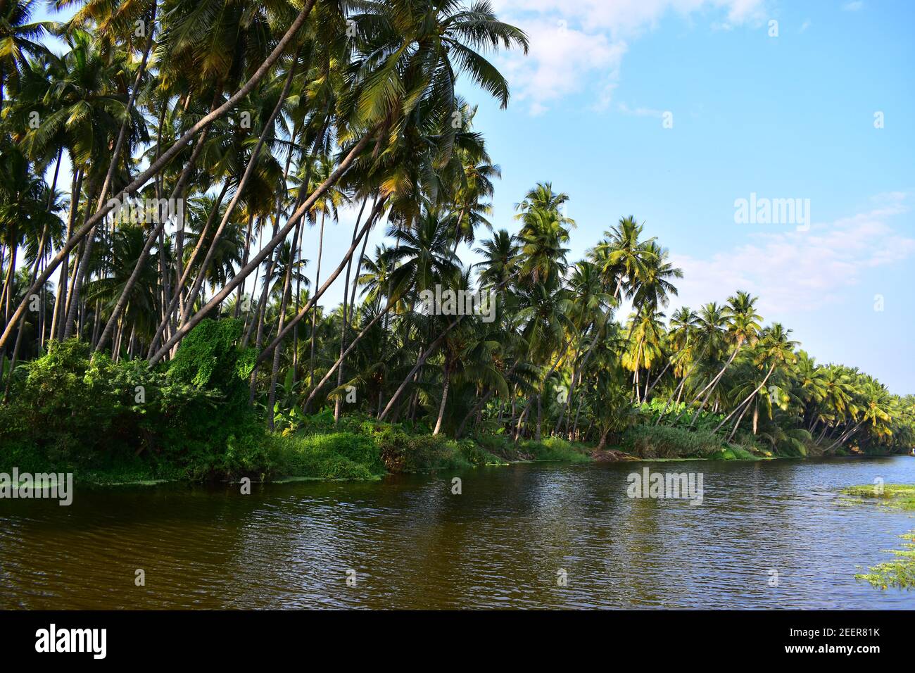 Coconut trees on the banks of a river Stock Photo - Alamy