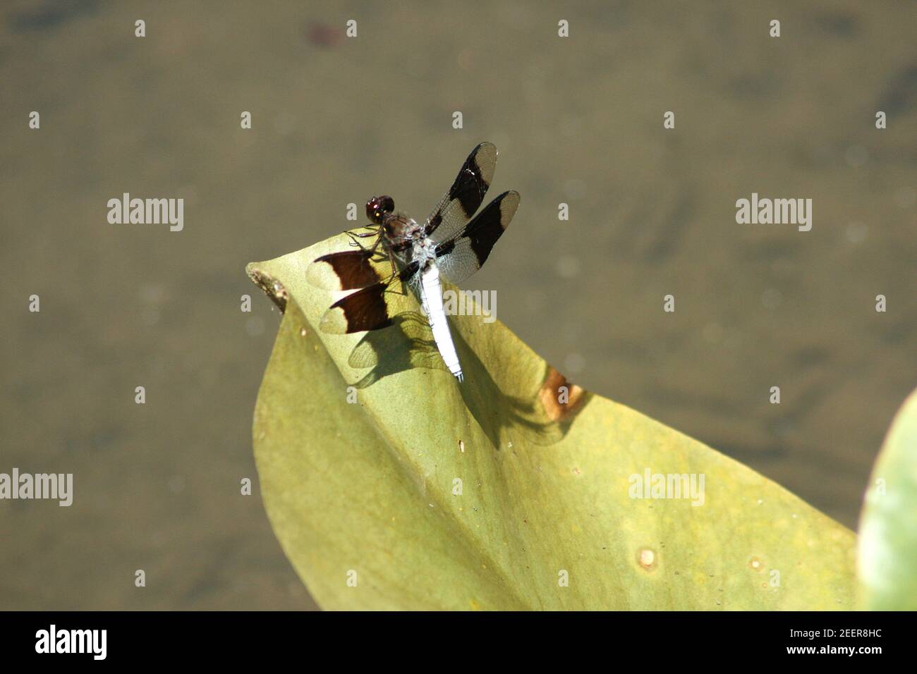 Virginia, U.S.A. Large dragonfly in resting position by the water Stock ...