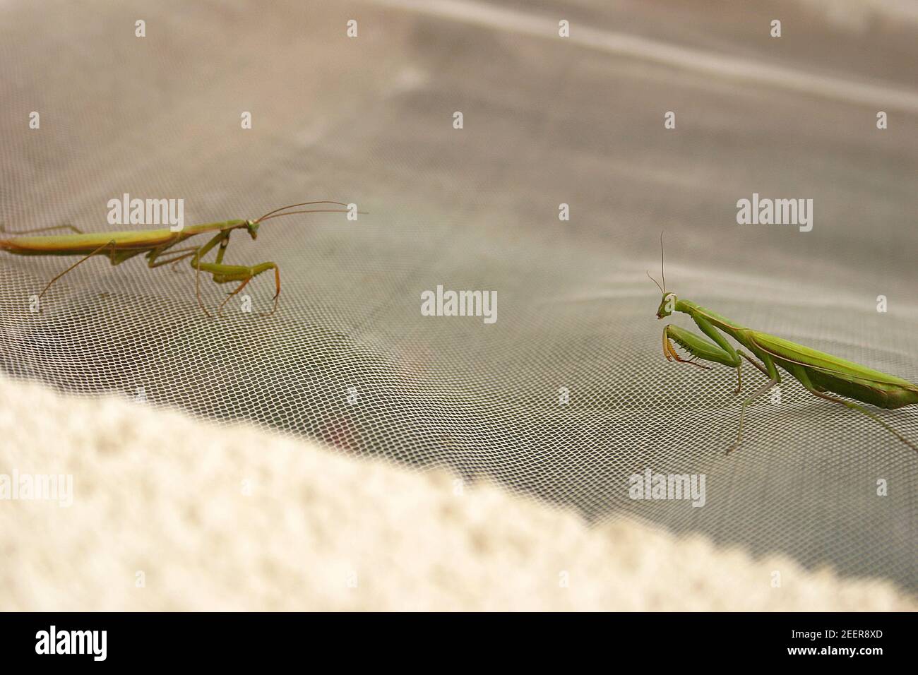 Two Praying Mantis insects Stock Photo - Alamy