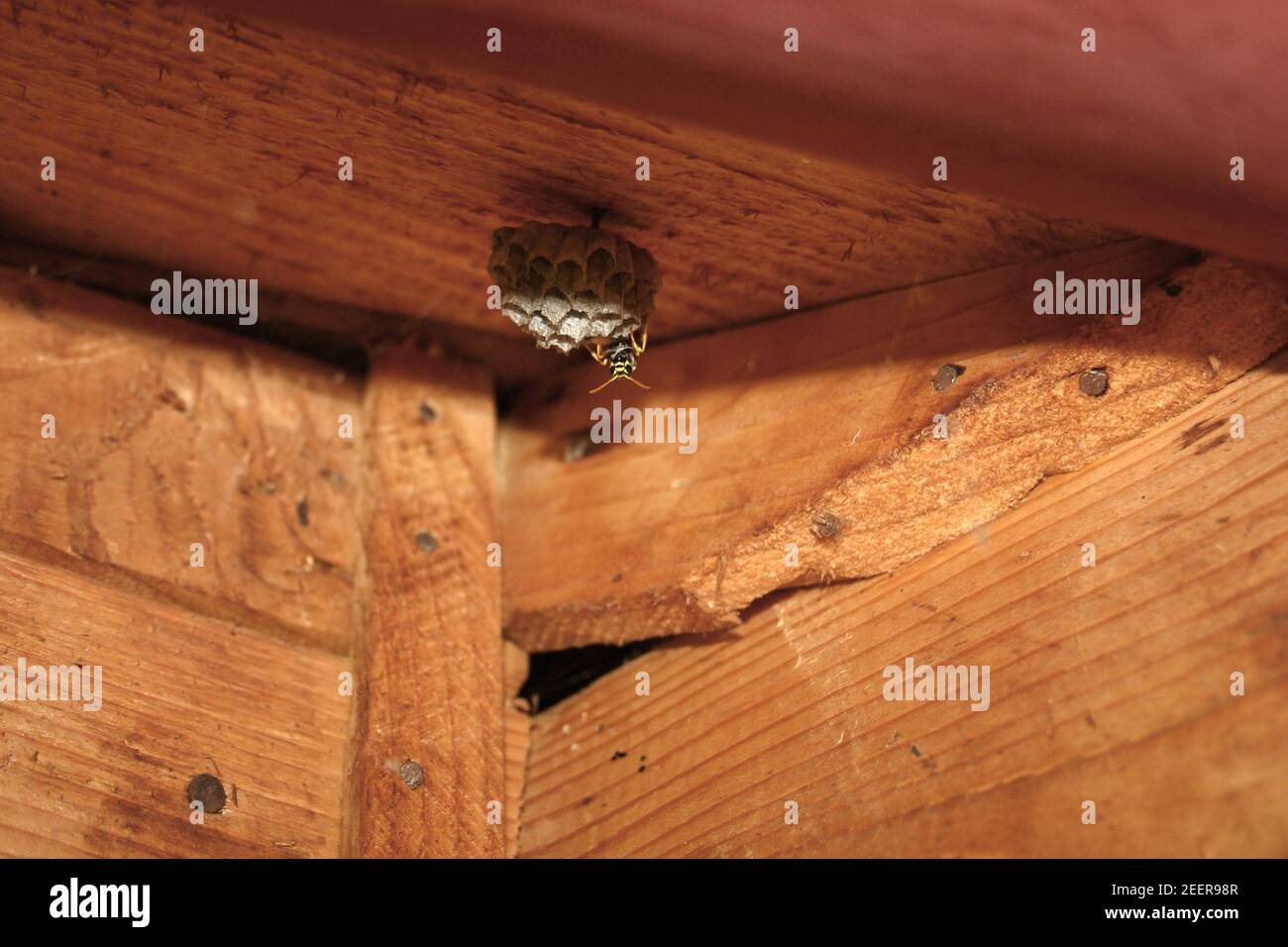 Paper wasp nest on the ceiling of a wooden structure Stock Photo - Alamy