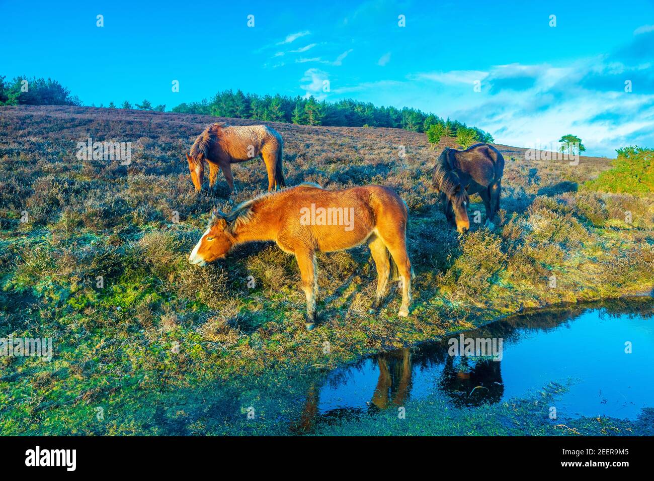 Three New Forest Ponies High Resolution Stock Photography and Images ...