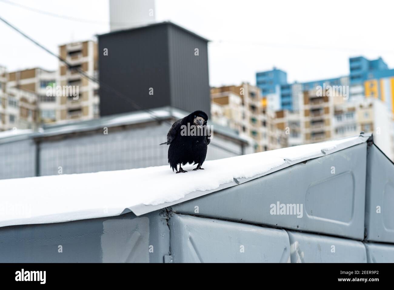 Close up curious crow hi-res stock photography and images - Alamy