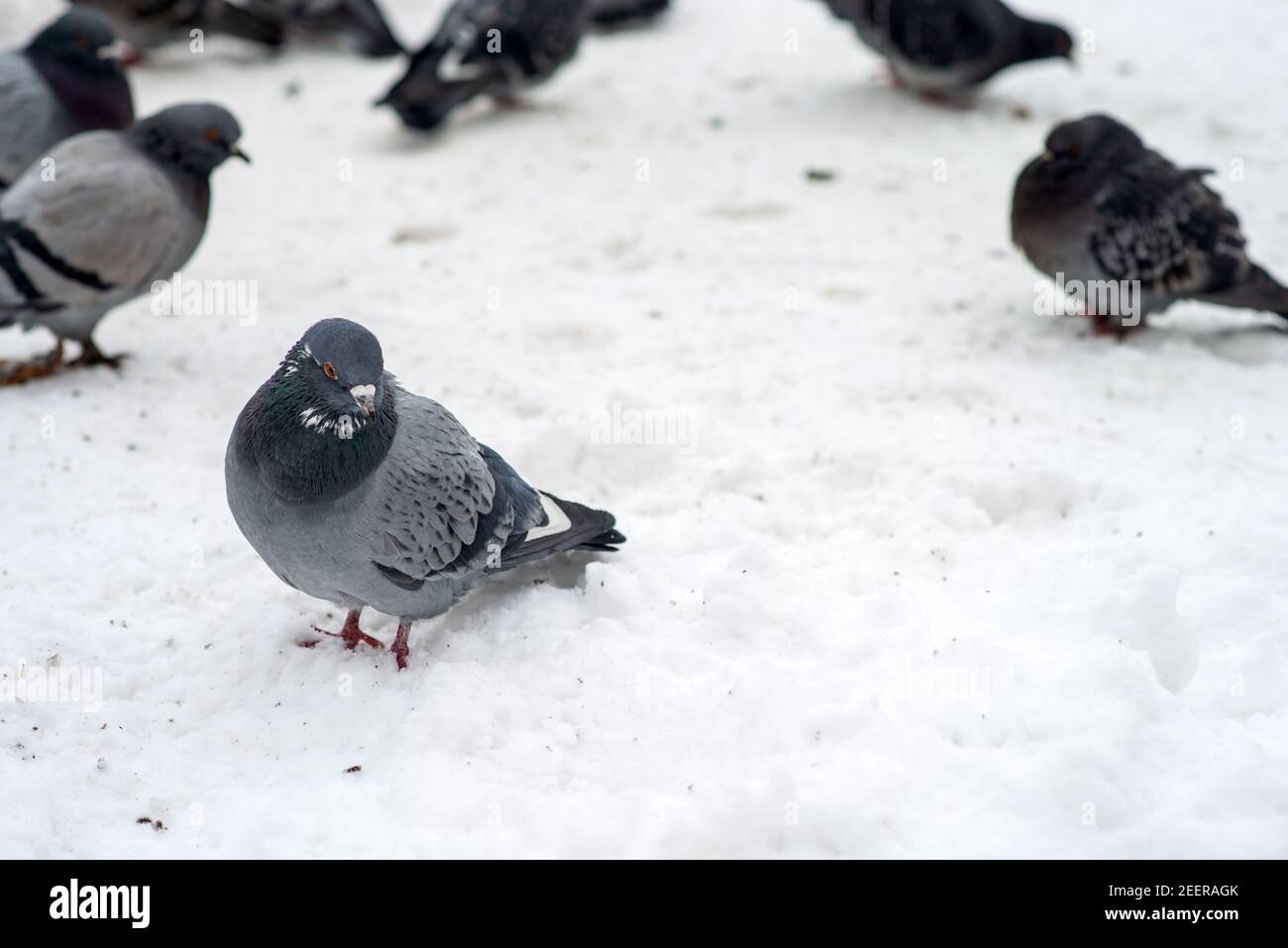 Gentle pigeons hi-res stock photography and images - Alamy