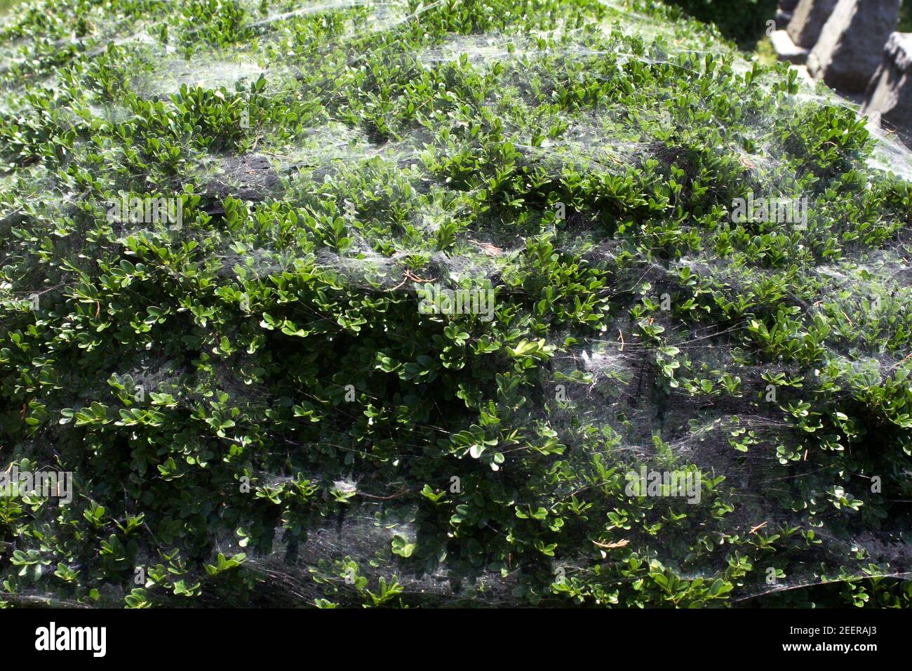 Boxwood shrub covered in spiderwebs Stock Photo - Alamy
