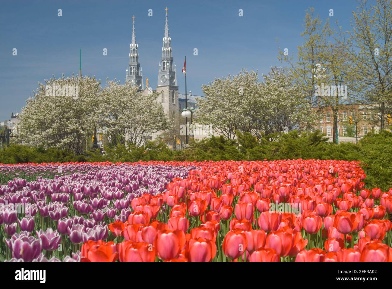 Tulips in Major's Hill Park, Ottawa, Ontario, Canada Stock Photo - Alamy