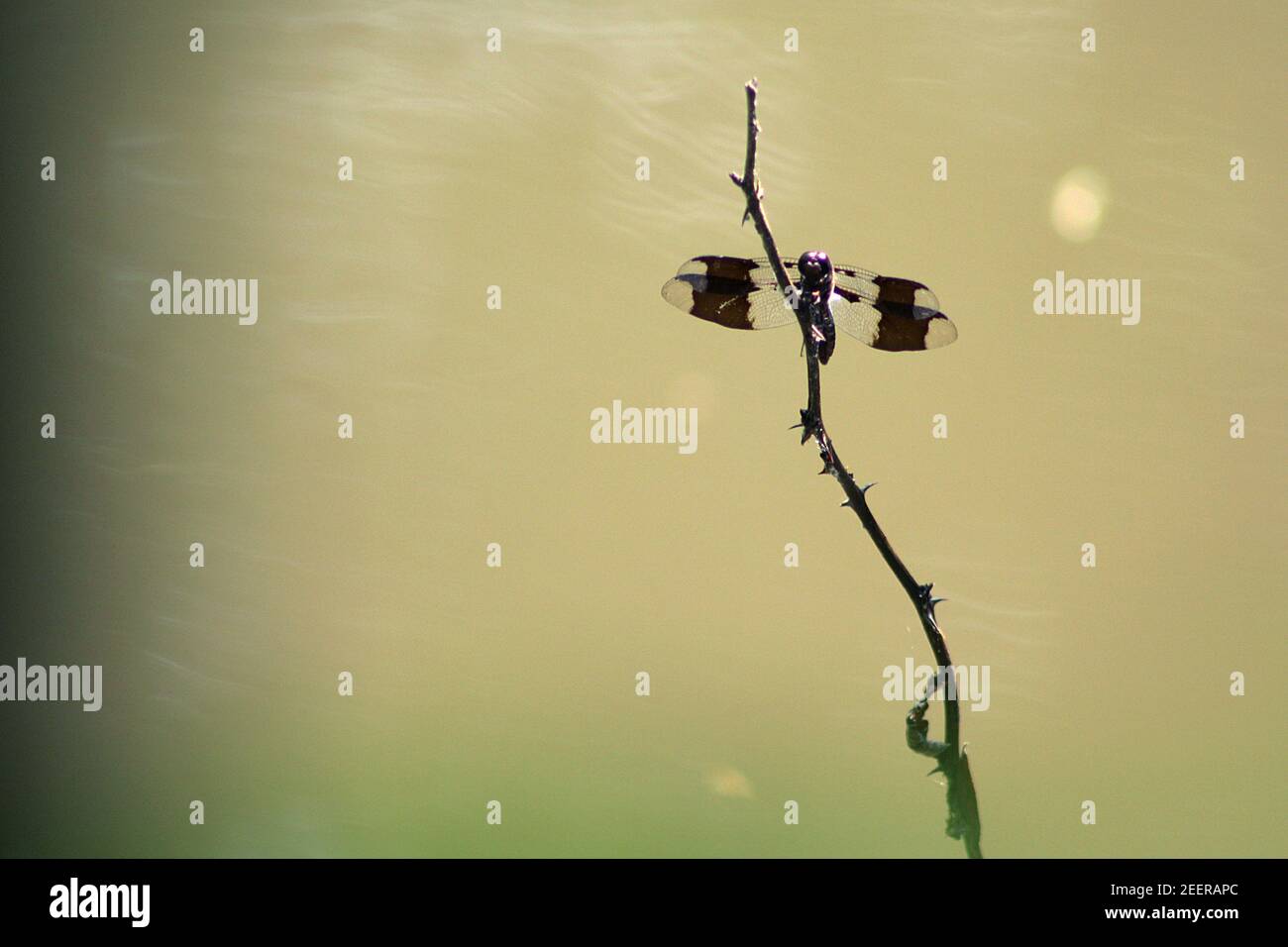 Virginia, USA. Large dragonfly in resting position by the water Stock ...