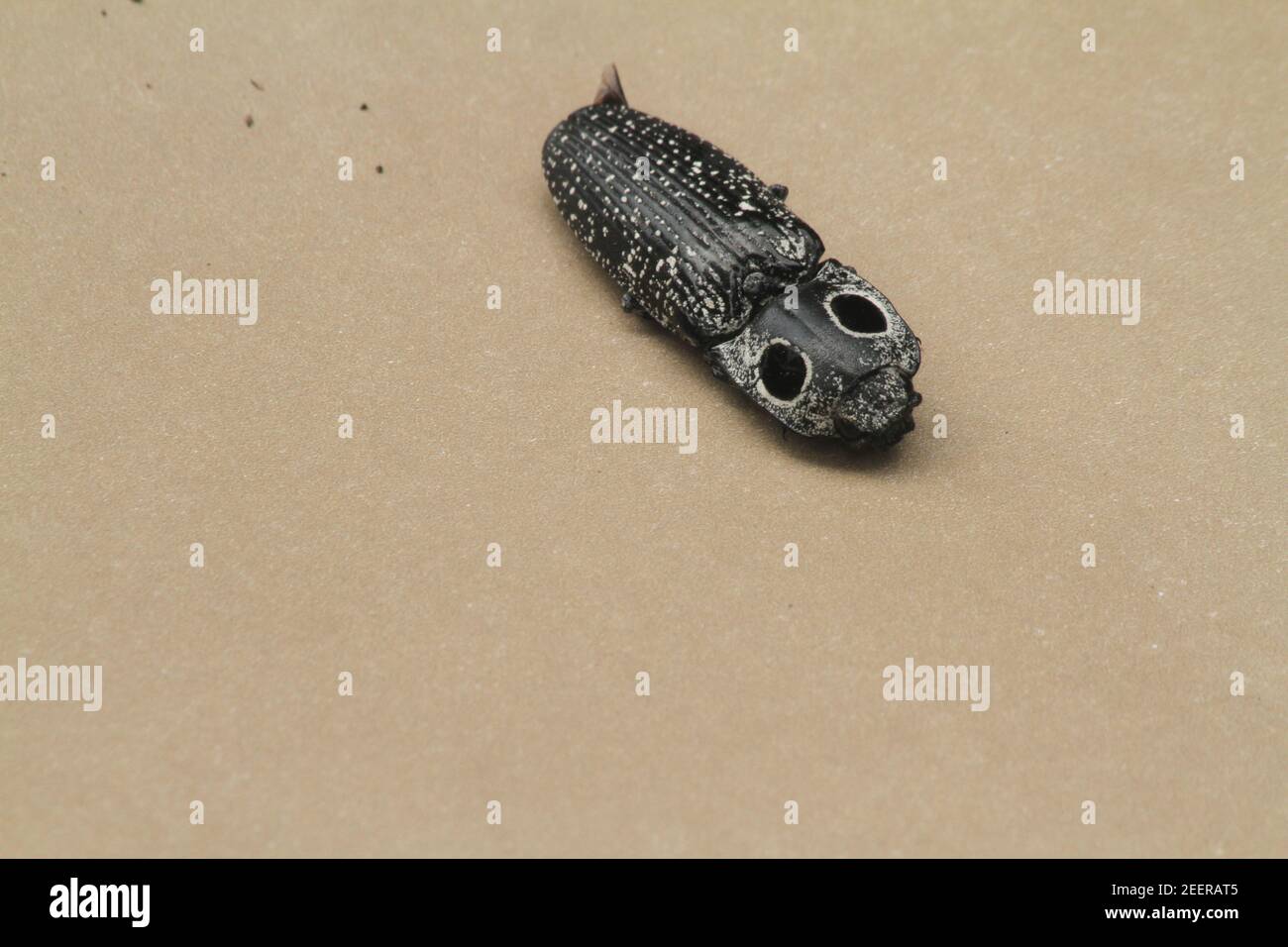 Alaus oculatus hi-res stock photography and images - Alamy