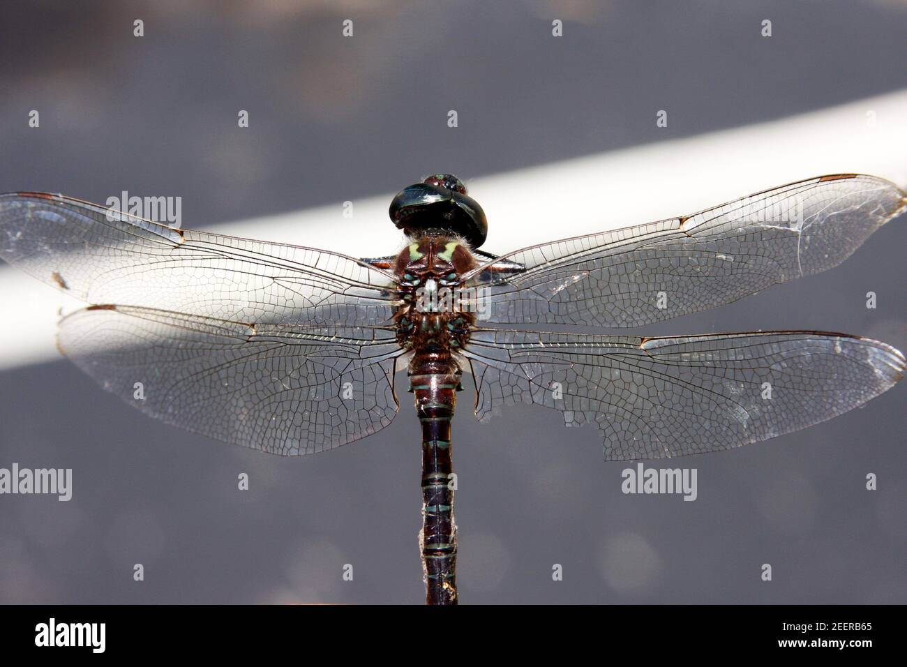 Dragonfly hunting america hi-res stock photography and images - Alamy