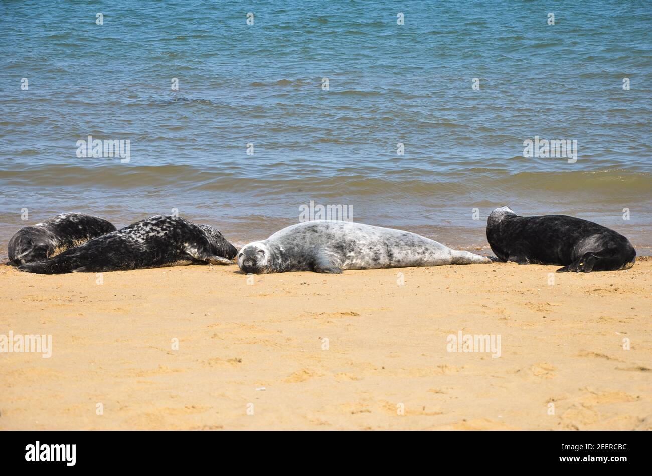 Gray seal resting with other black seals on the Horsey beach Stock ...
