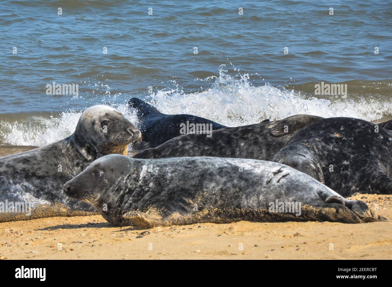 Group of gray and black seals resting by the Stock Photo - Alamy