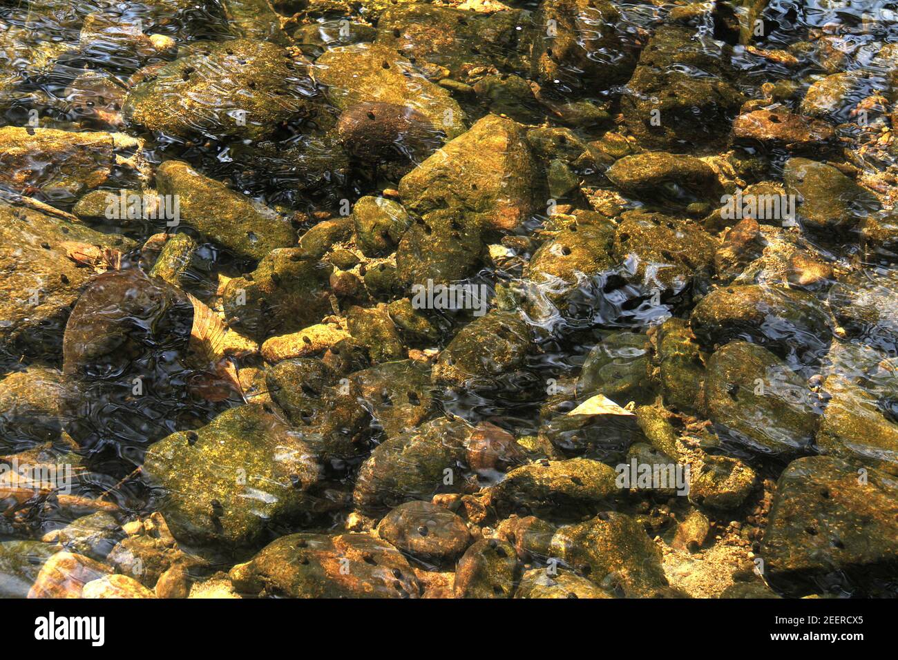 Freshwater snail water hi-res stock photography and images - Alamy