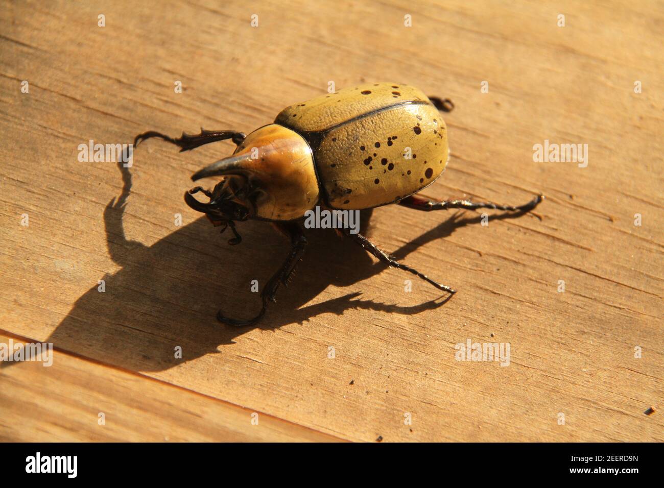 Hercules beetle hi-res stock photography and images - Alamy