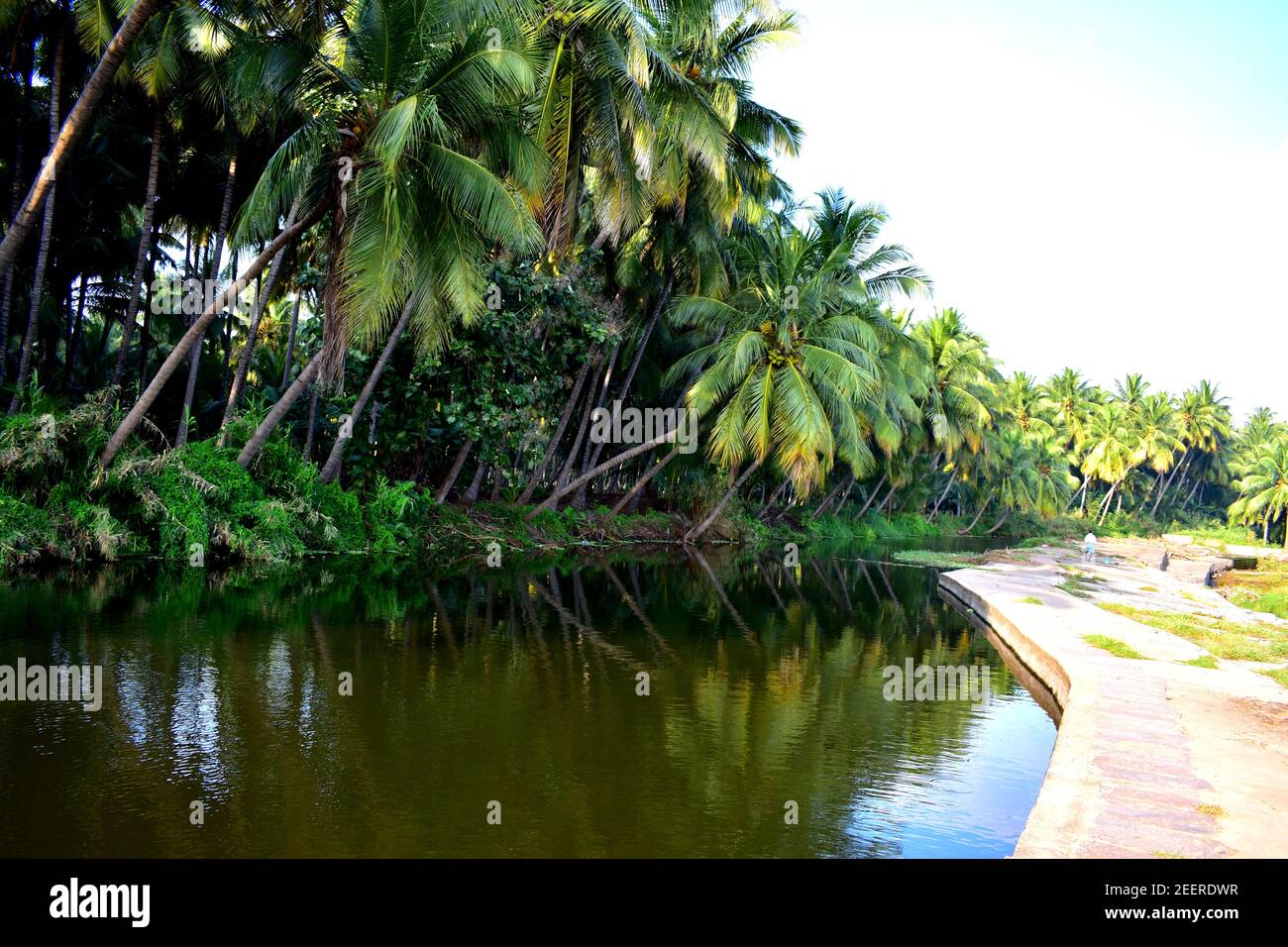 Coconut trees on the banks of a river Stock Photo - Alamy