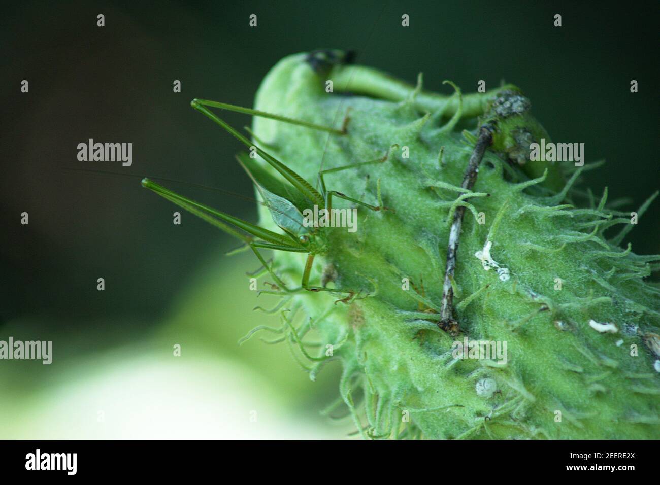 Camouflage insect walking leaf hi-res stock photography and images - Alamy