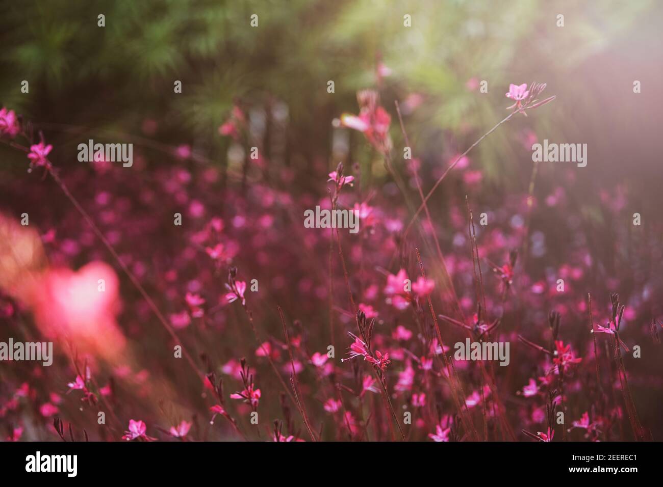 Pink gaura hi-res stock photography and images - Alamy