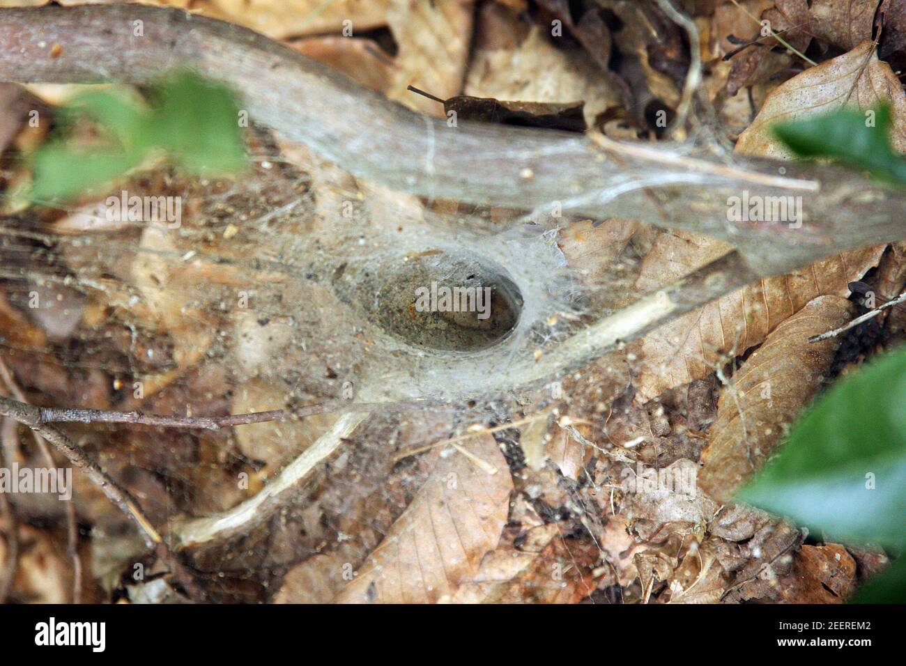 Tunnel web spider close up hi-res stock photography and images - Alamy