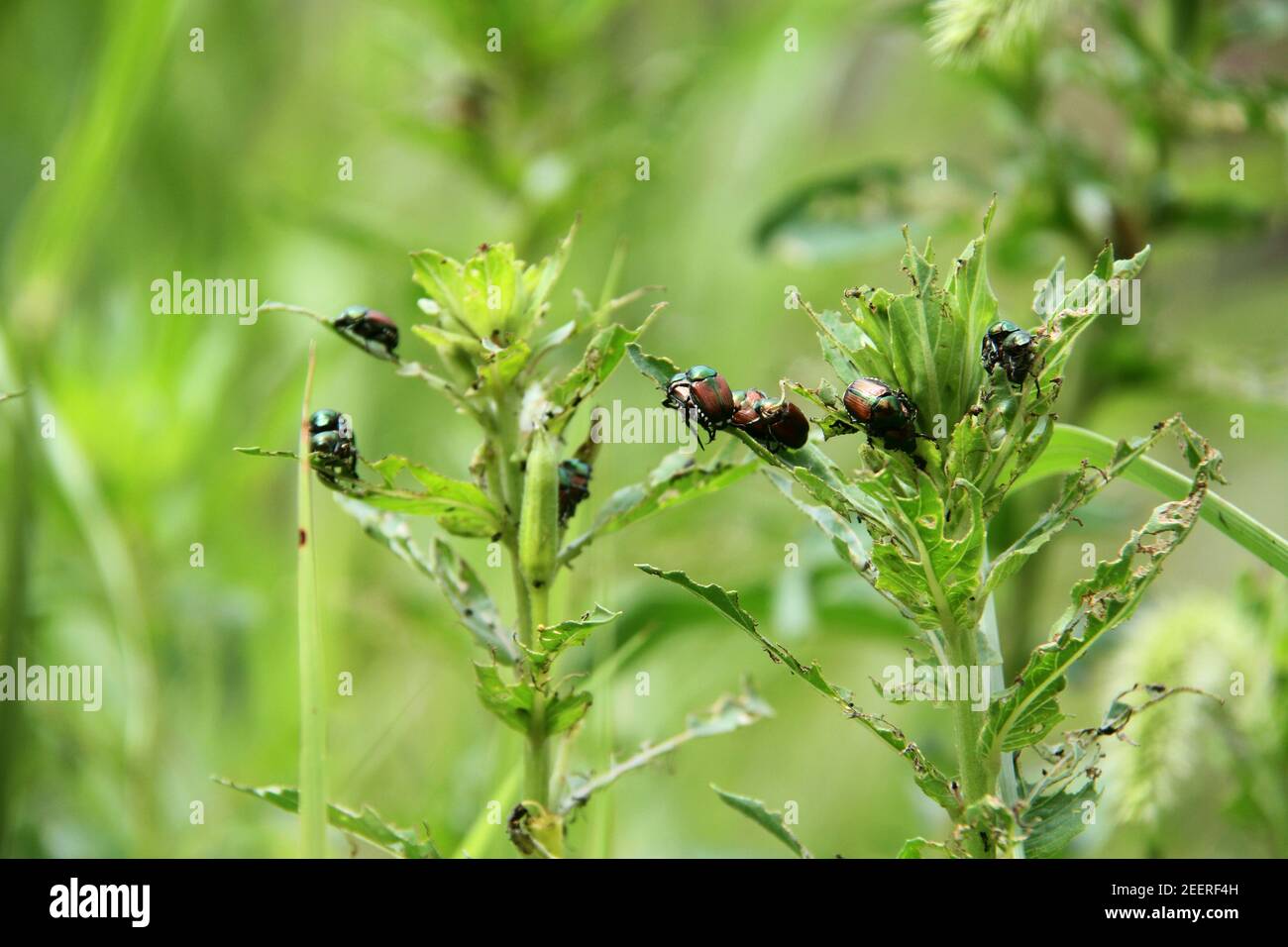 Japanese beetles hi-res stock photography and images - Alamy