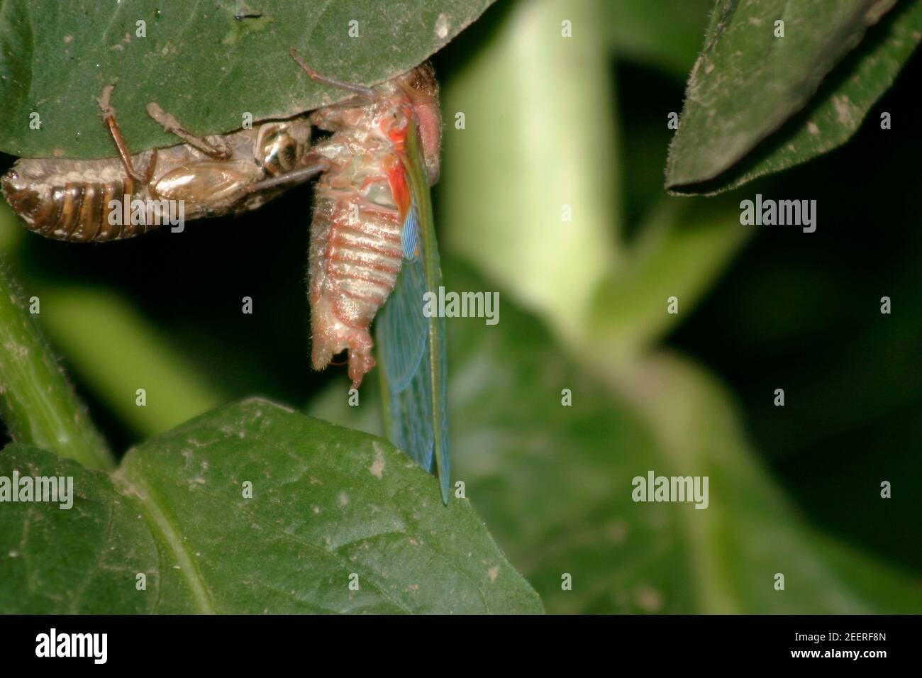 Pupa shell hi-res stock photography and images - Alamy