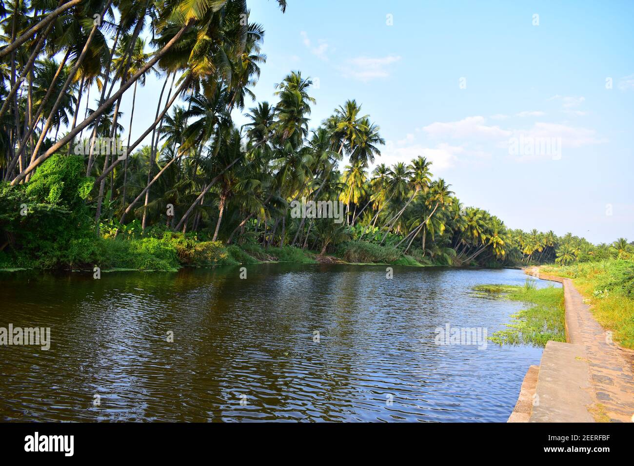Coconut trees on the banks of a river Stock Photo - Alamy