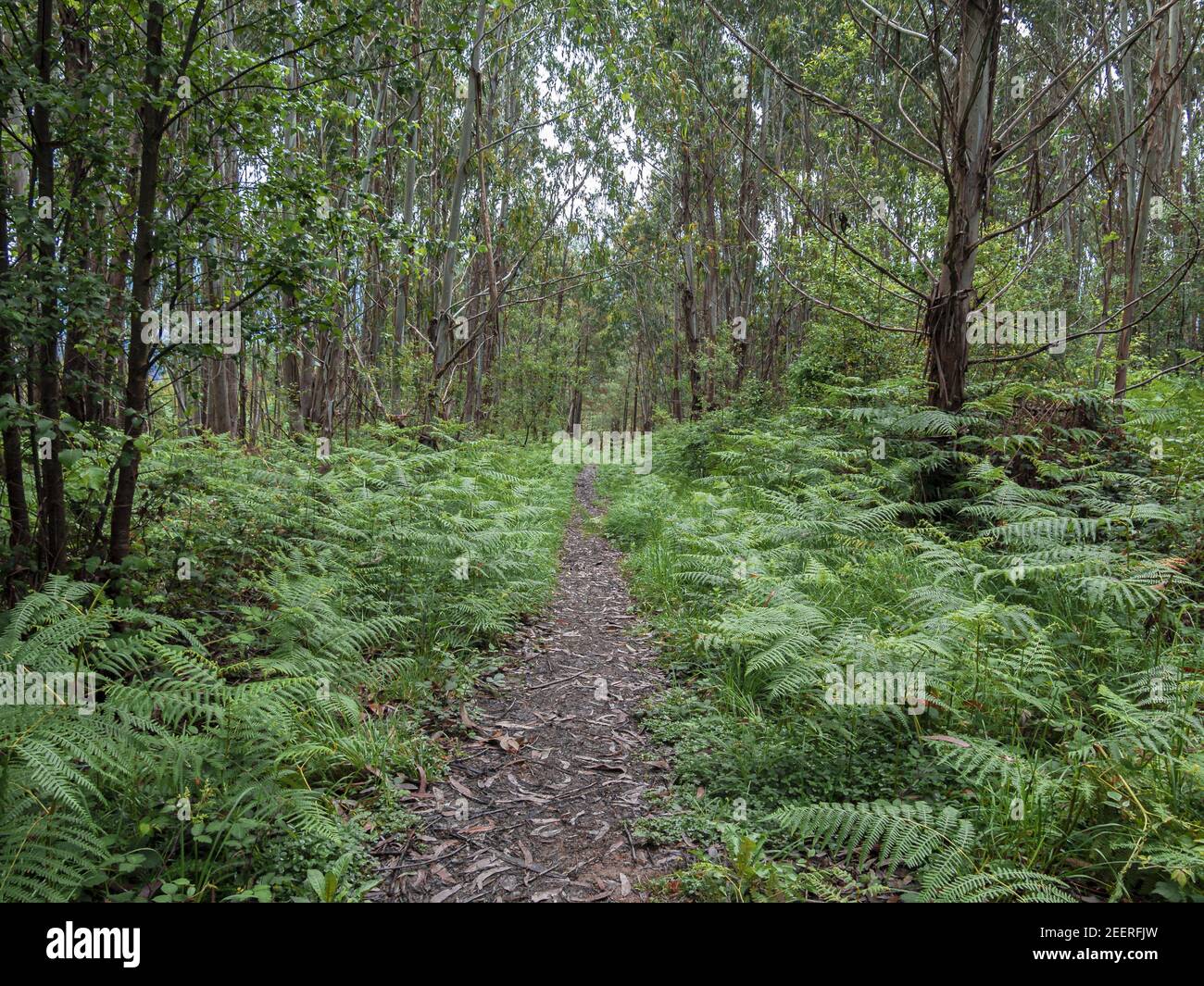 Pathway in a forest surrounded by green plantations and trees Stock ...