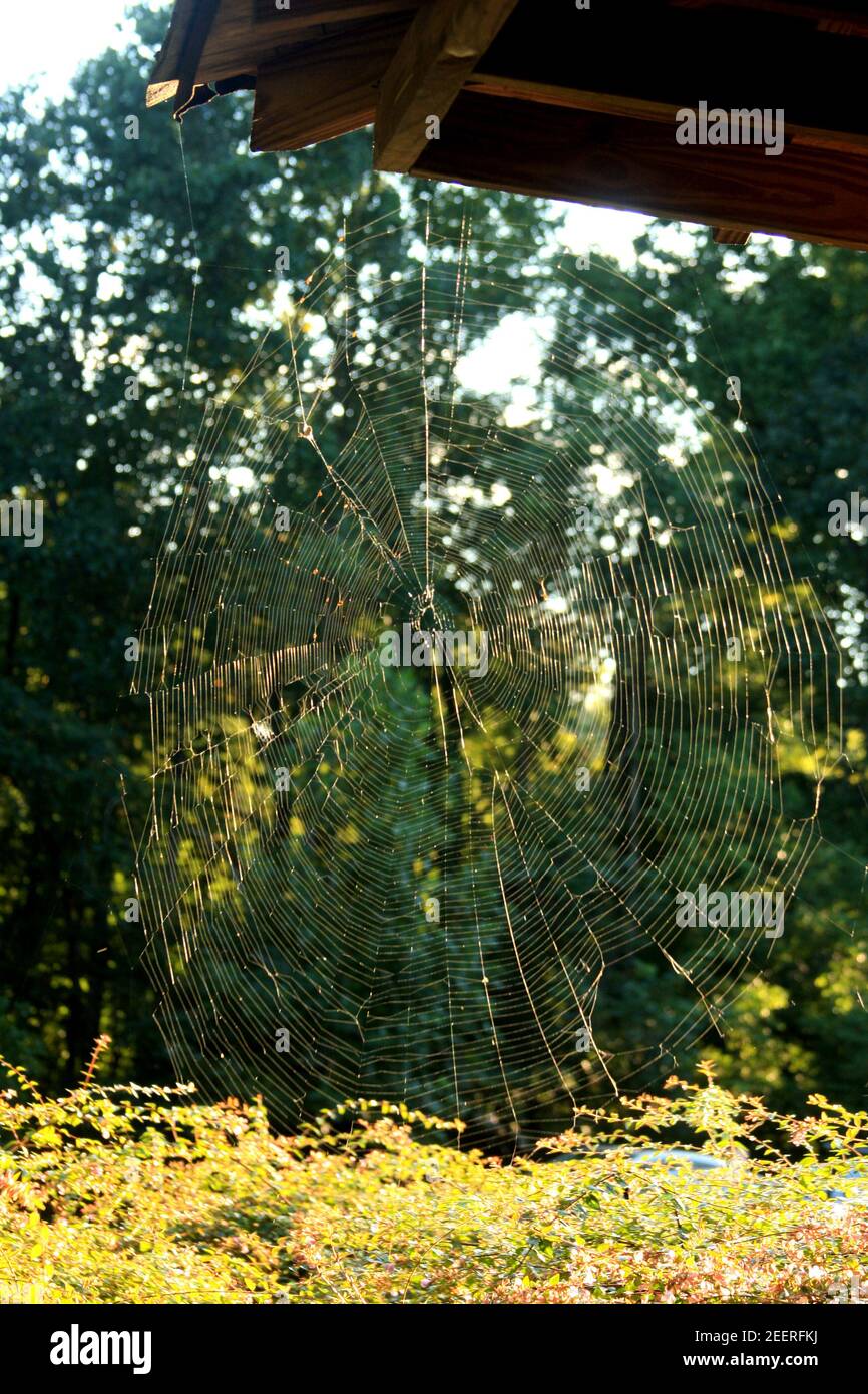 Large spiderweb attached to a building Stock Photo - Alamy