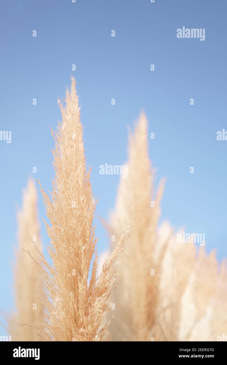 Pampas grass feathers hi-res stock photography and images - Alamy