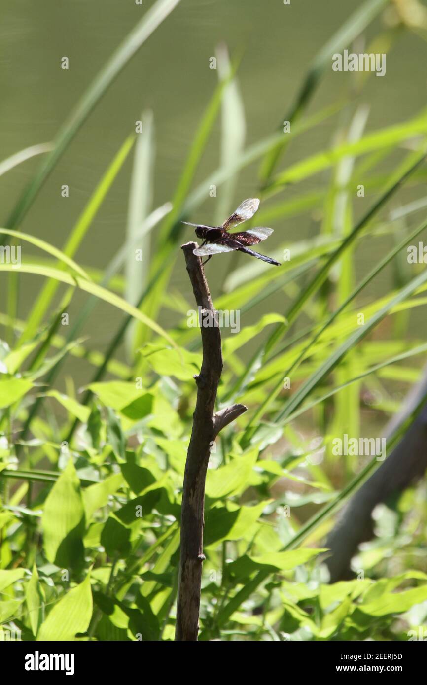 Large dragonfly hi-res stock photography and images - Alamy