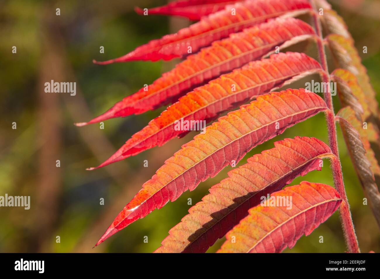 Red leaves of Iranian sumac in late autumn Stock Photo - Alamy