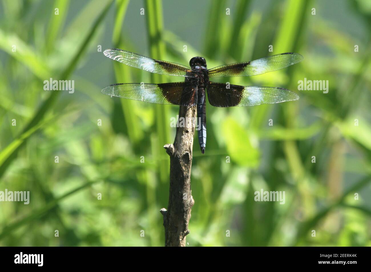 Virginia, USA. Large dragonfly in resting position Stock Photo - Alamy
