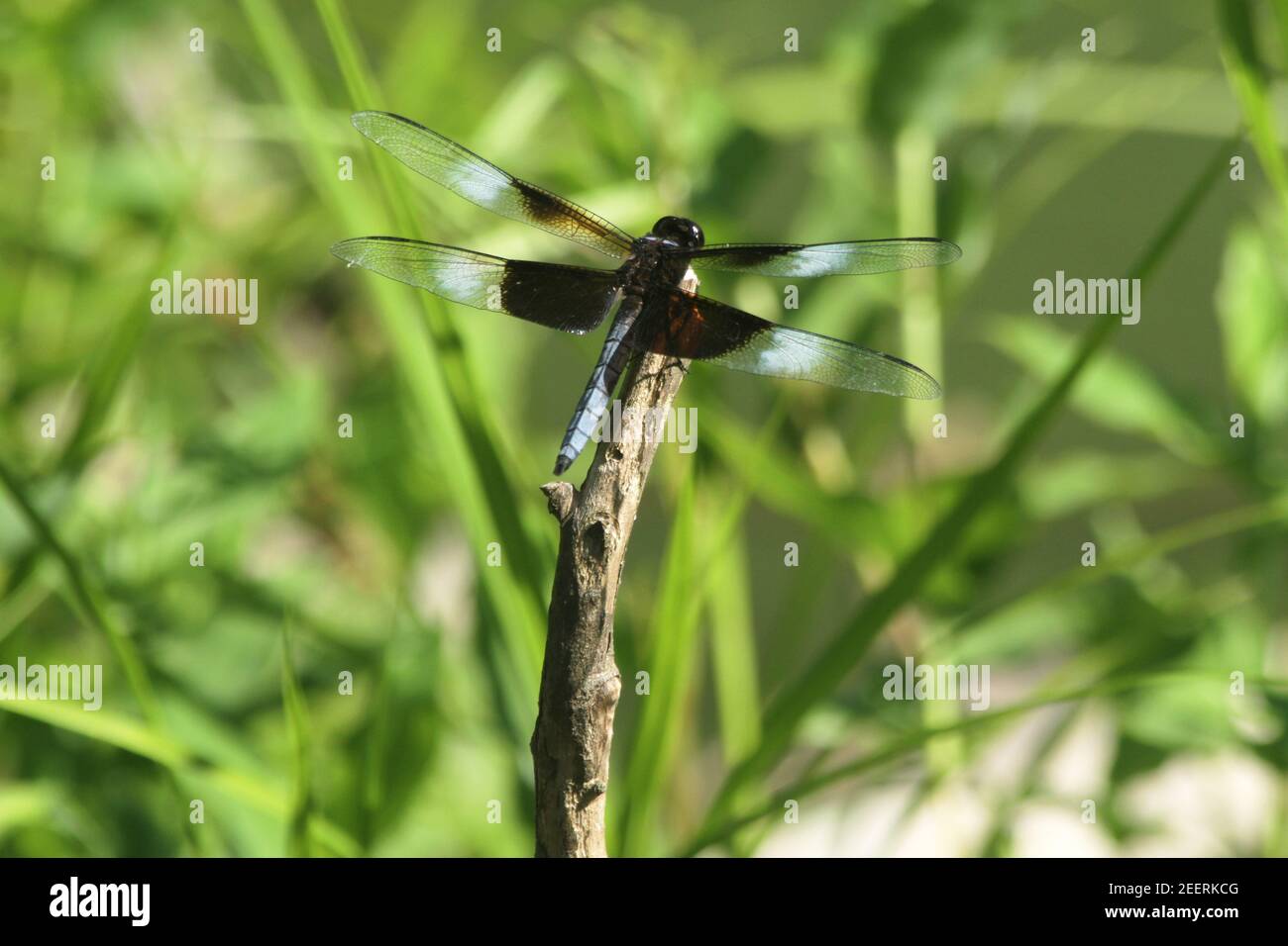 Virginia, USA. Large dragonfly in resting position Stock Photo - Alamy