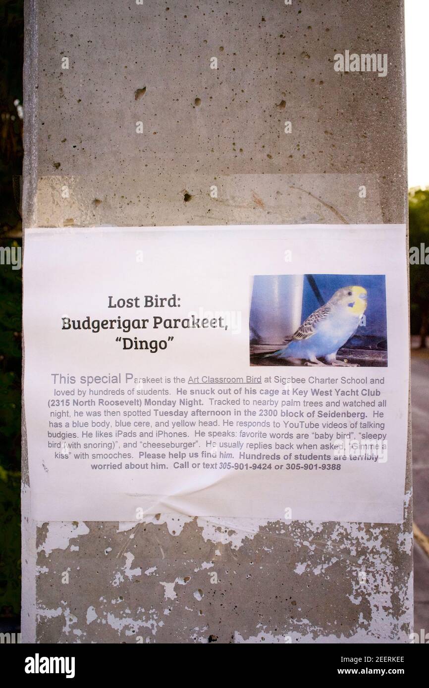 "Dingo" the lost Budgeriagar Parakeet sign in Key West, Florida, FL USA ...