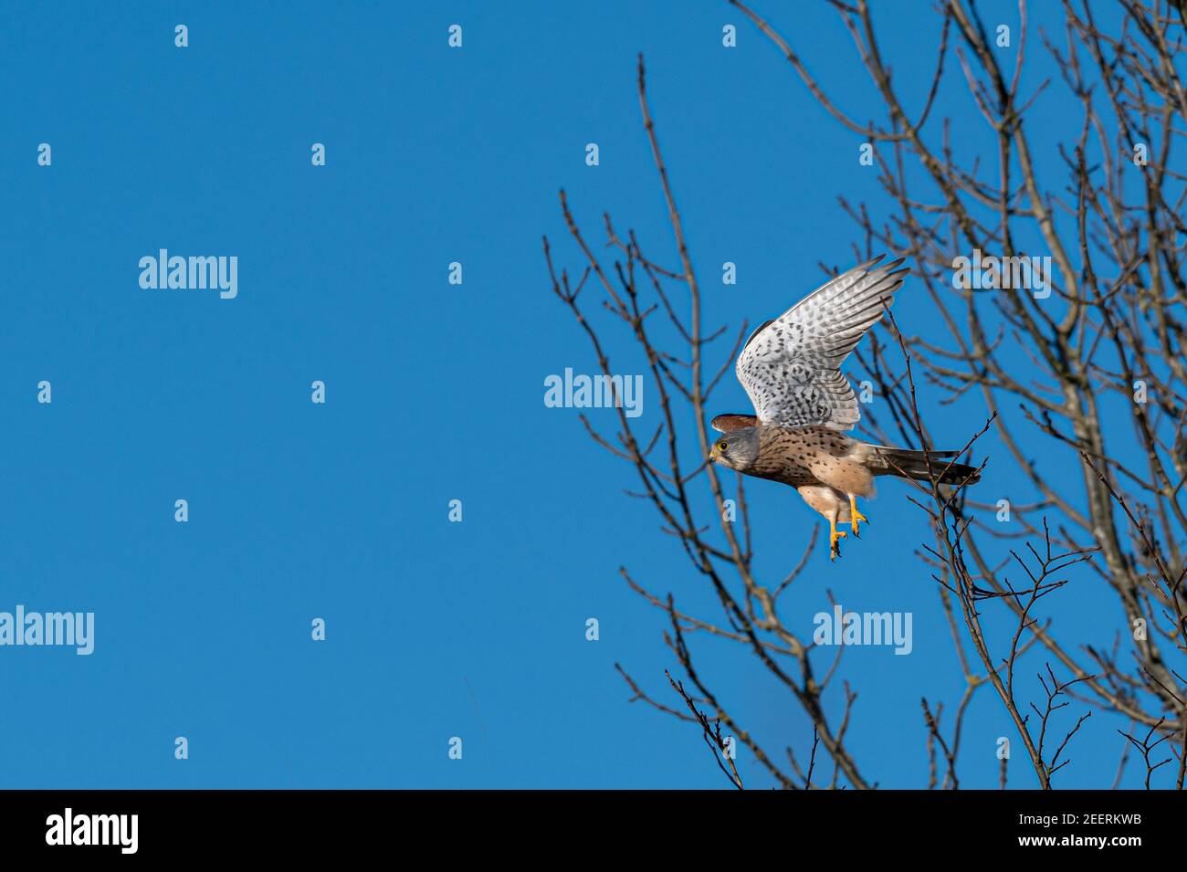 Male kestrel bird of prey, Falco tinnunculus, in flight from winter ...