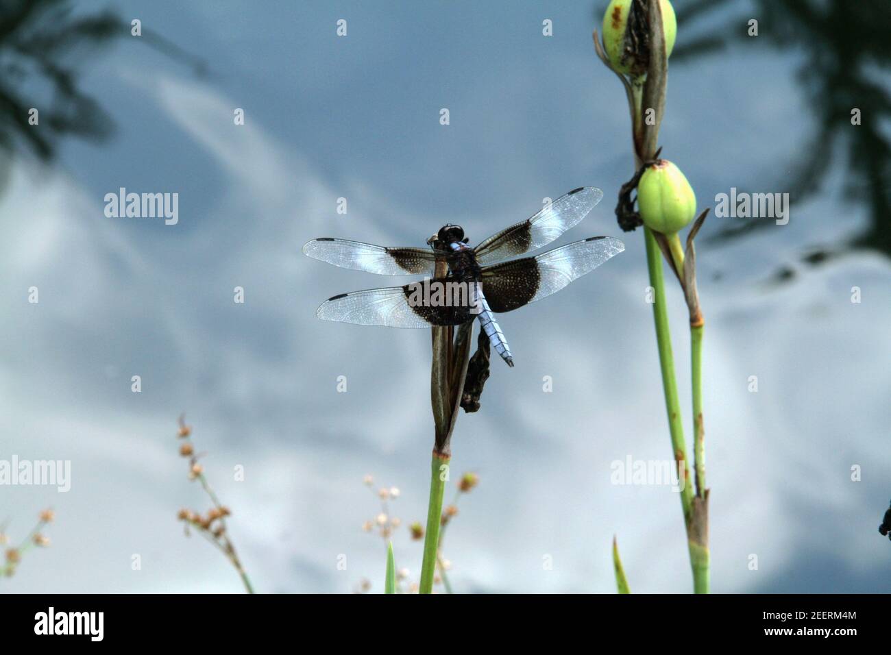Large dragonfly at rest hi-res stock photography and images - Alamy