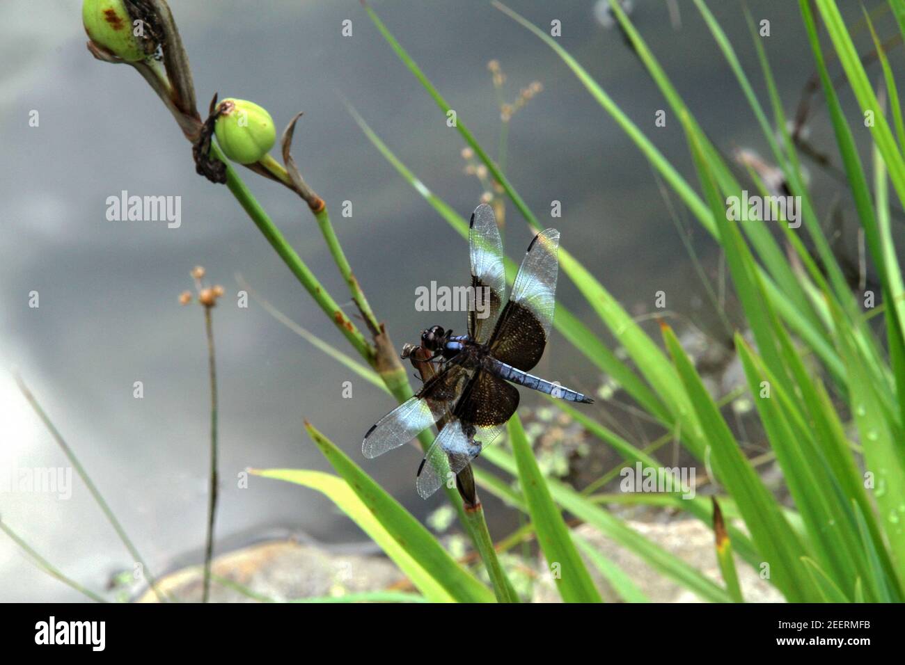 Virginia, USA. Large dragonfly in resting position Stock Photo - Alamy