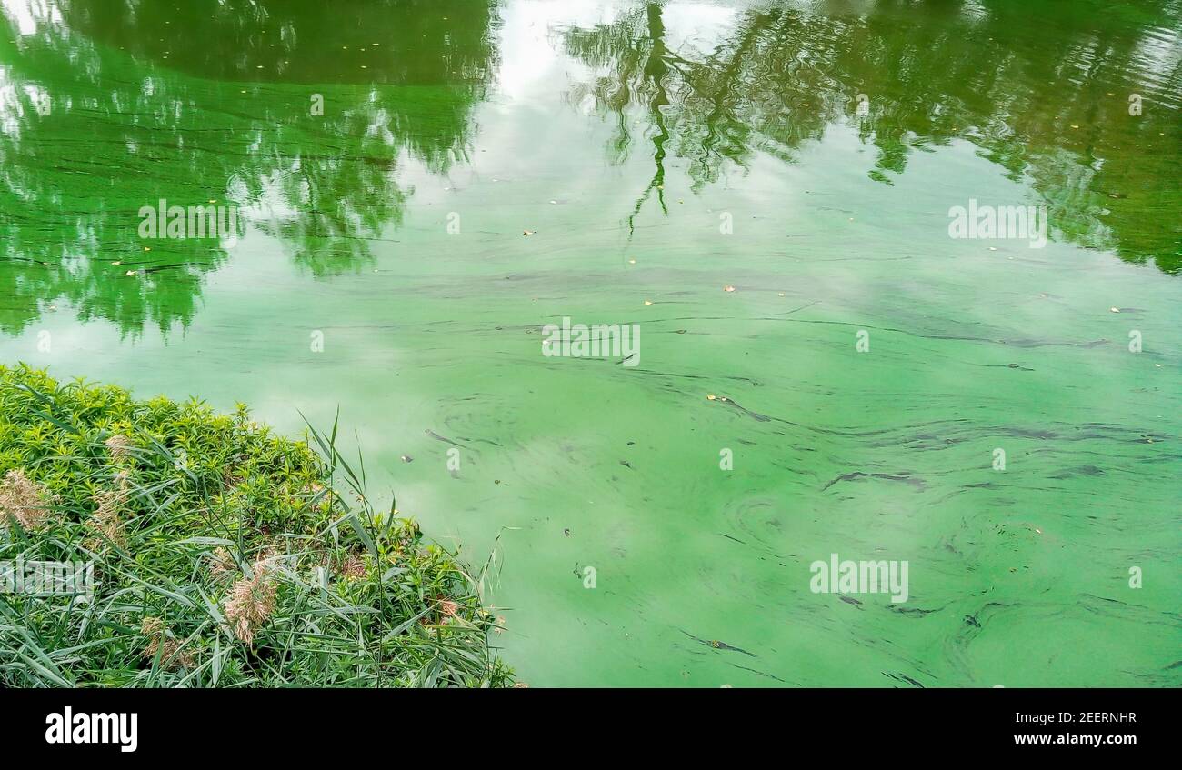 Green pollen hi-res stock photography and images - Alamy
