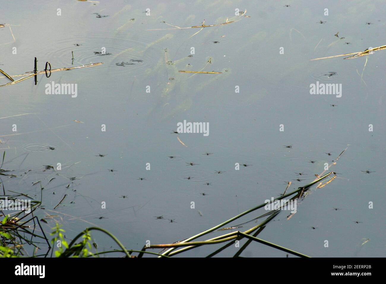 Jesus bugs hi-res stock photography and images - Alamy