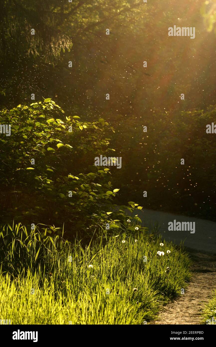 A cloud of flying gnats Stock Photo - Alamy