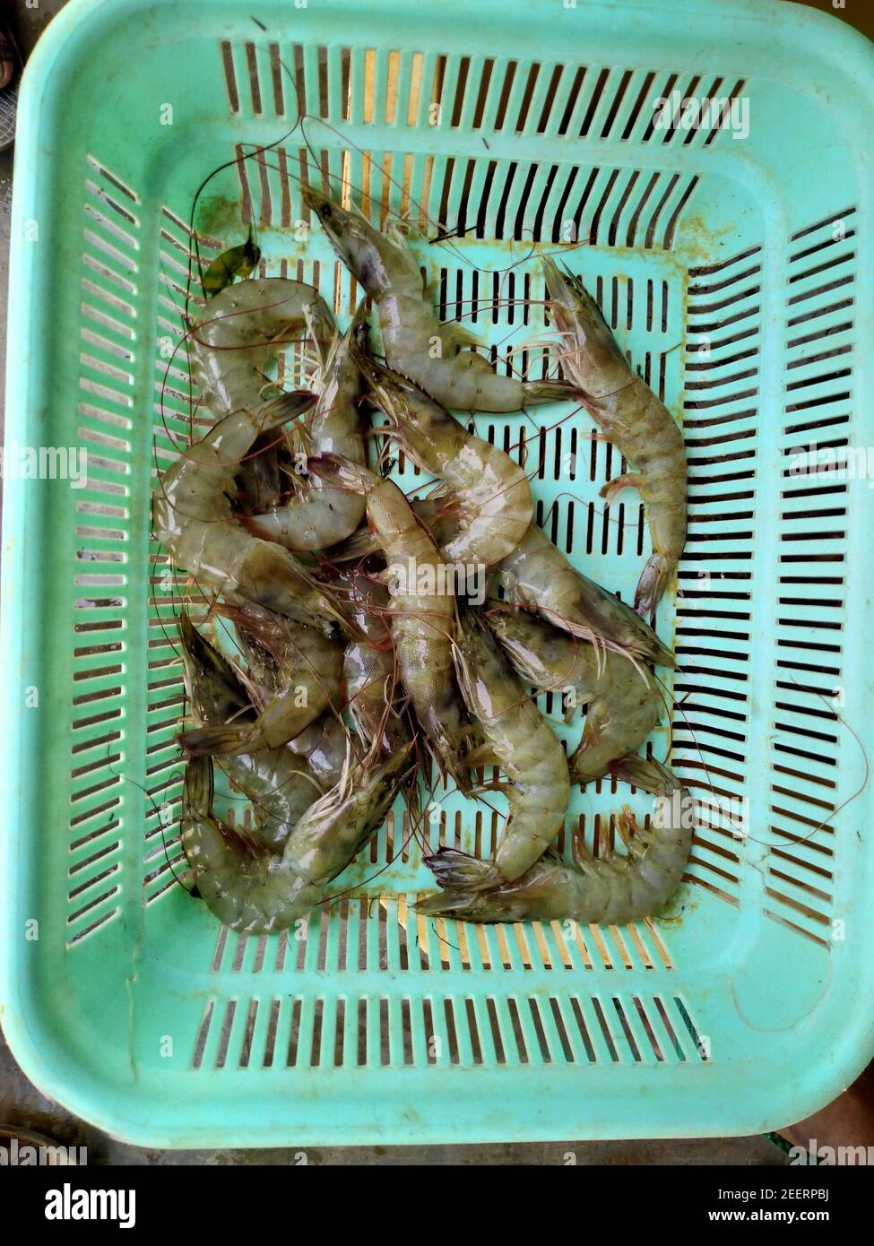 Vannamei shrimp hi-res stock photography and images - Alamy