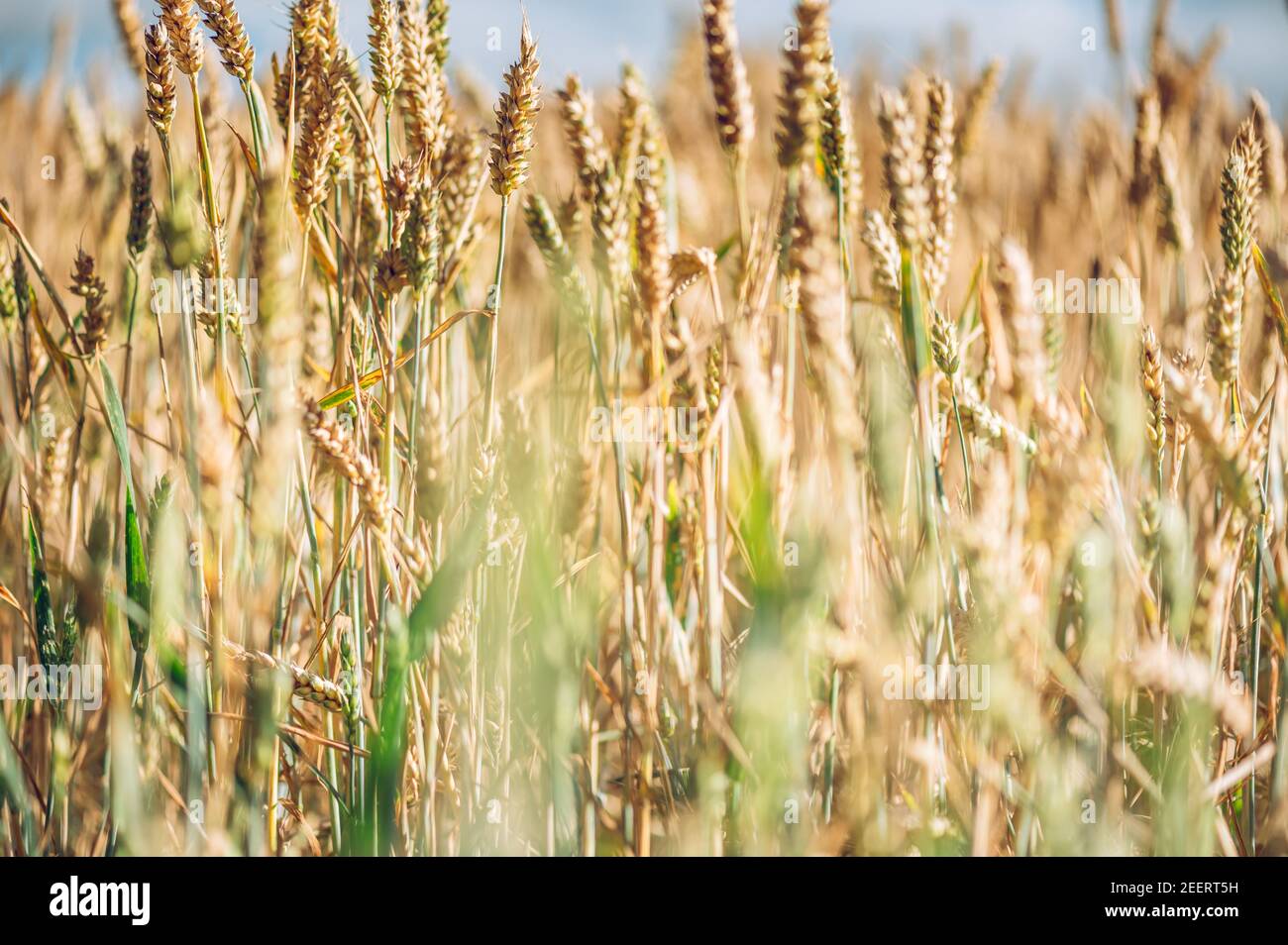 Field of golden wheat Stock Photo - Alamy