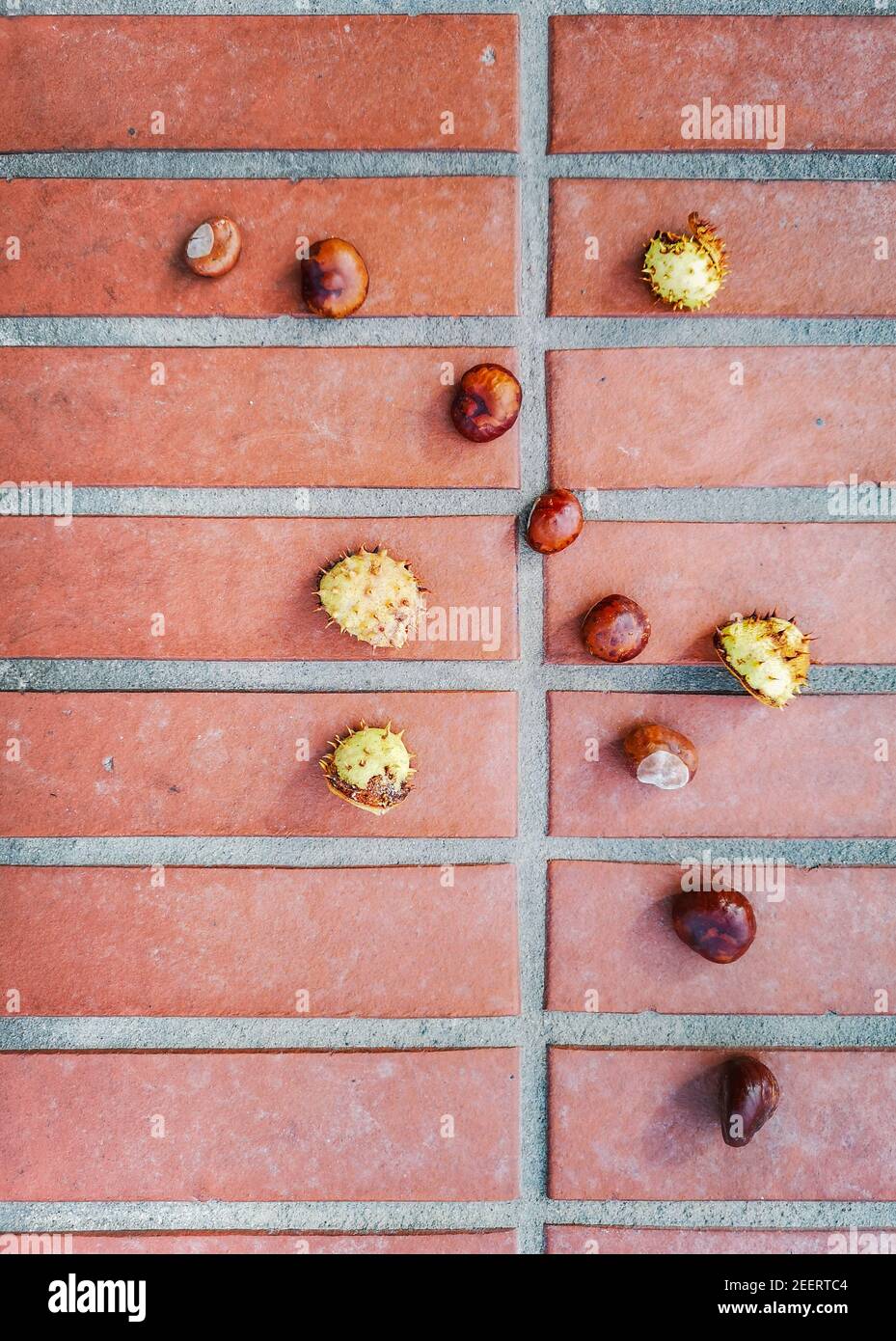 Flat lay of chestnuts and shells on orange bricks Stock Photo - Alamy