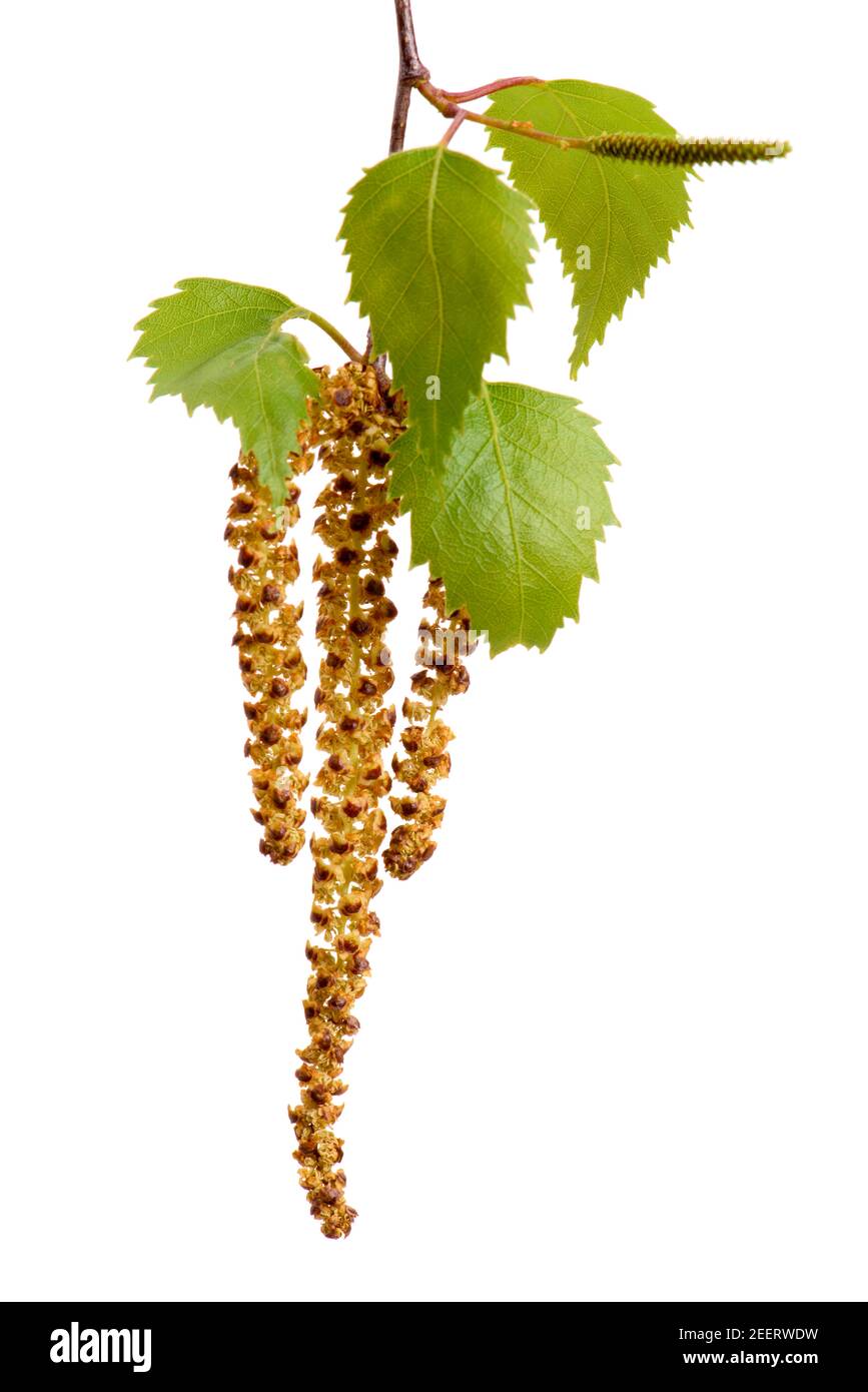 blooming catkins of birch tree with pollen Stock Photo - Alamy