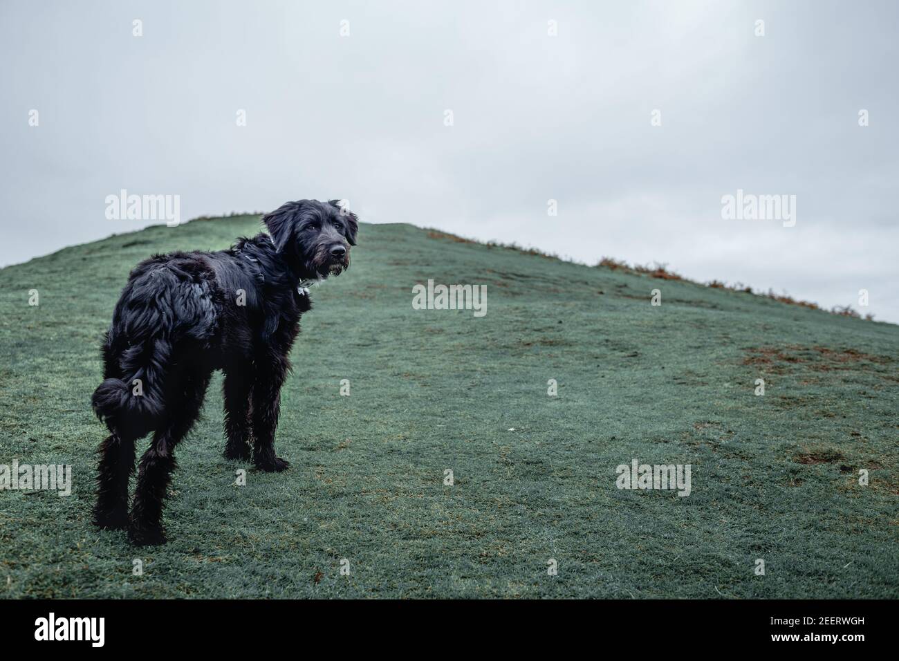 Are Romanian Raven Shepherd Dog Noisy