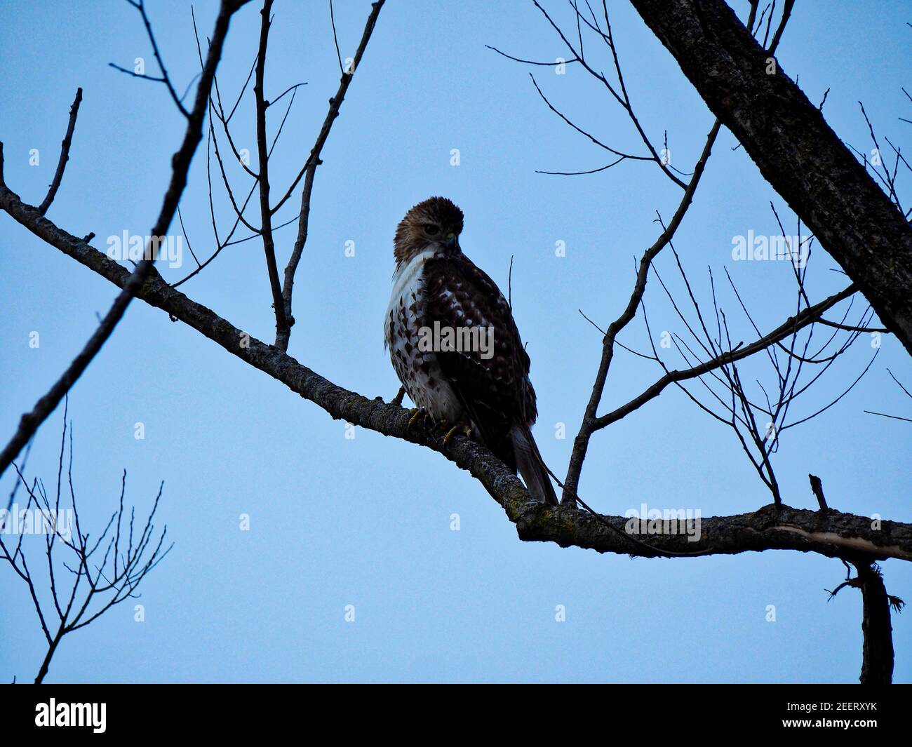 Hawk in nature Stock Photo - Alamy